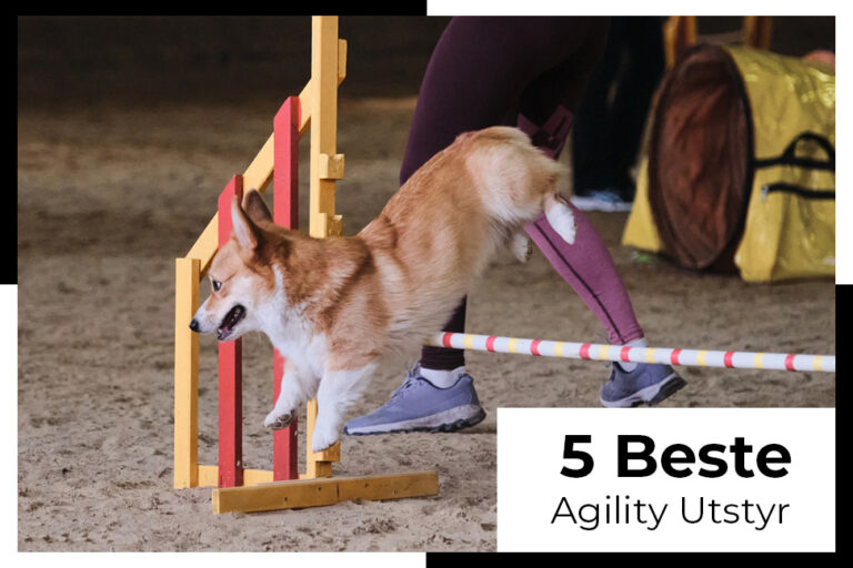 Agility utstyr test: Beste 5 Agility utstyr 2026 - kjaptforklart 2026